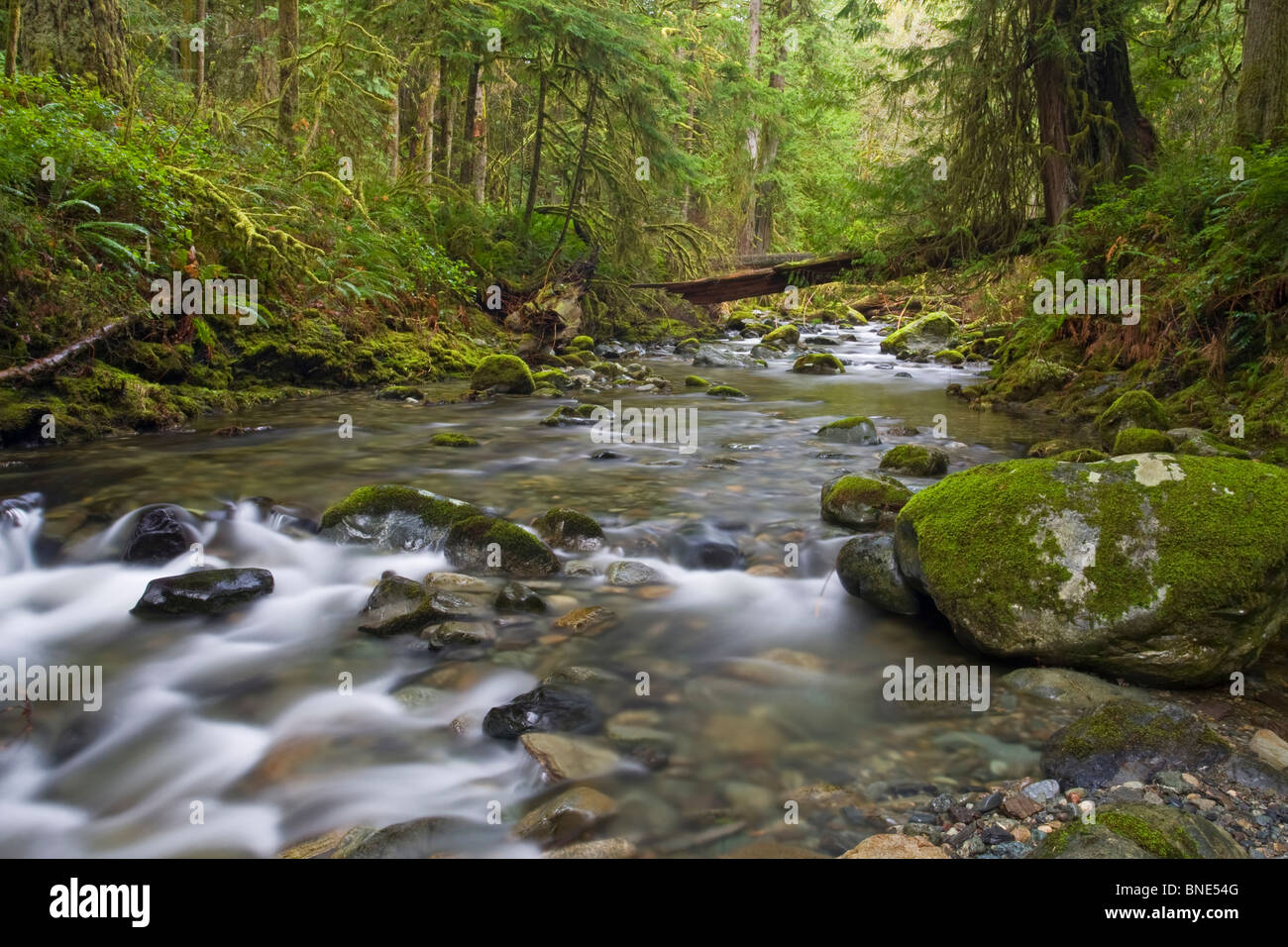 Stream flowing through a rainforest, Goldstream Provincial Park ...