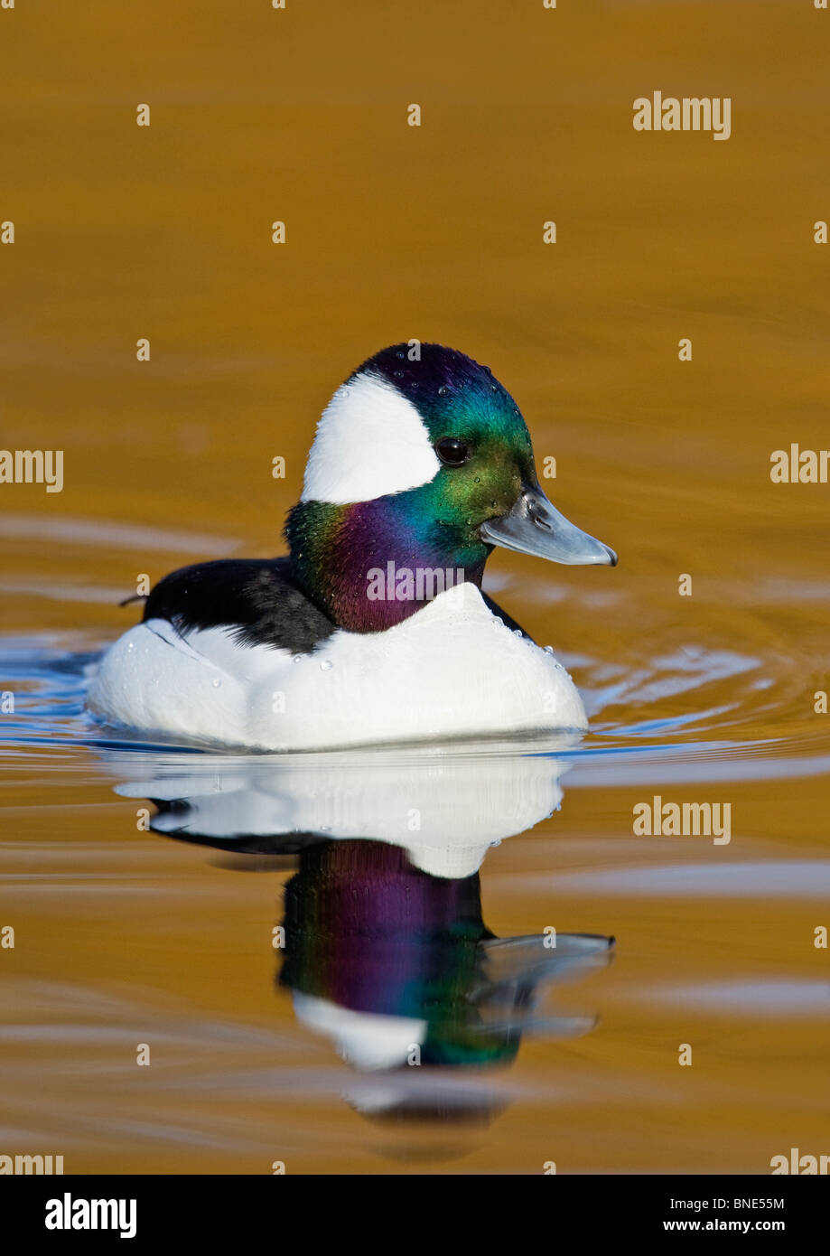 Bufflehead (Bucephala albeola) in water Stock Photo - Alamy