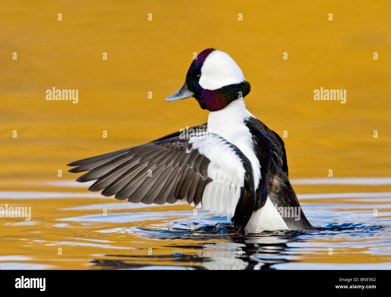 Bufflehead (Bucephala albeola) in water Stock Photo - Alamy