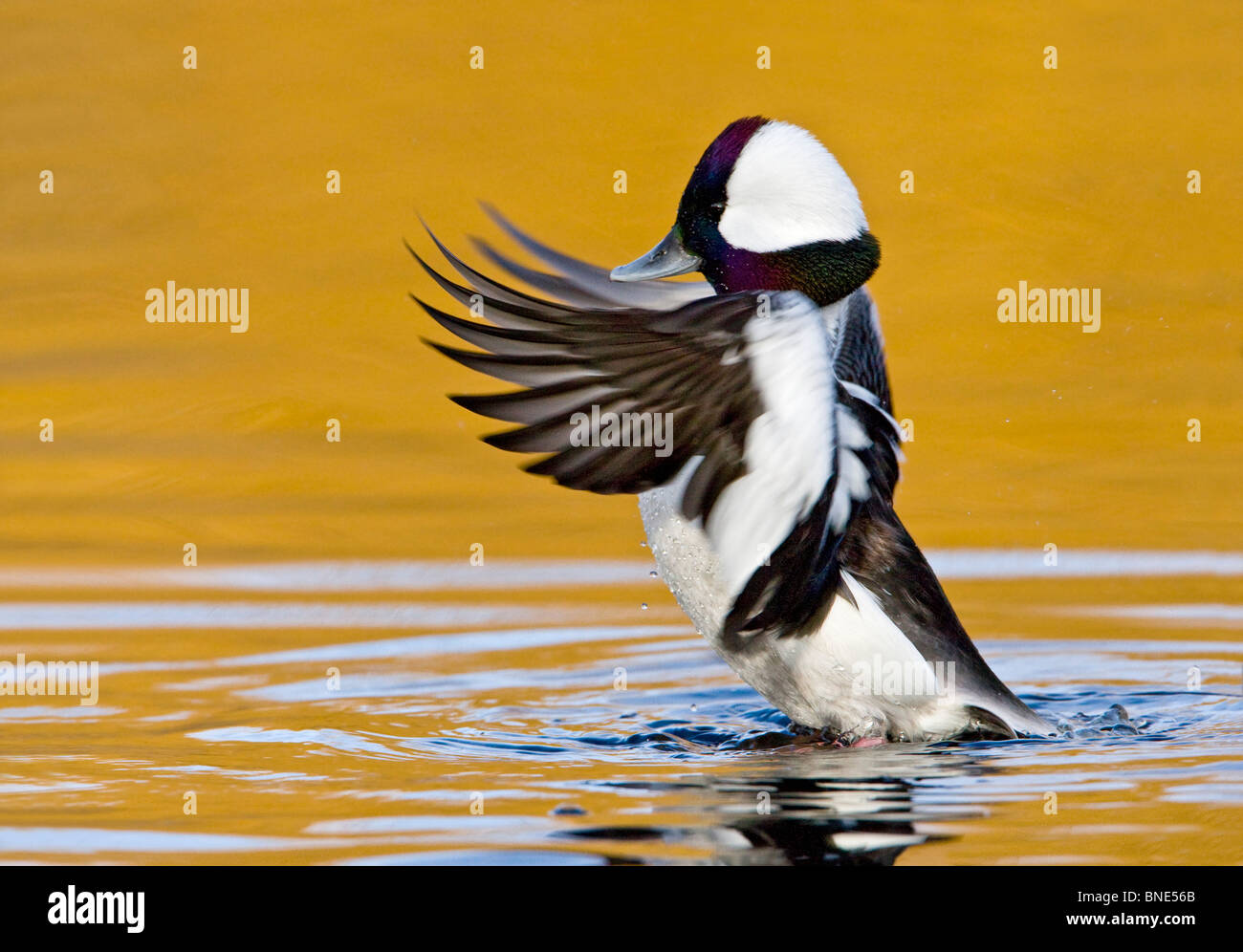 Bufflehead male flapping wings hi-res stock photography and images - Alamy