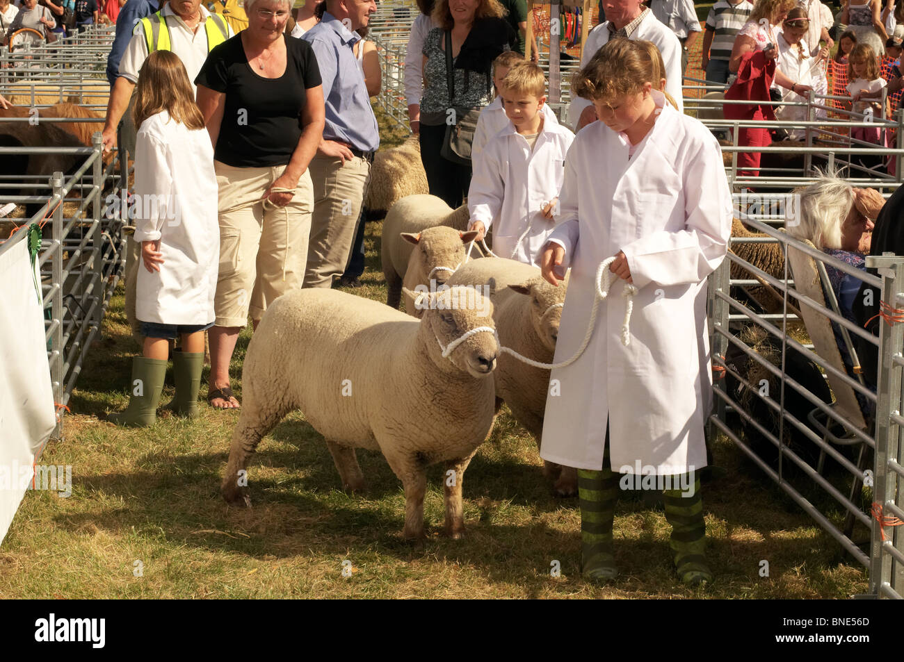 Findon Sheep High Resolution Stock Photography and Images - Alamy