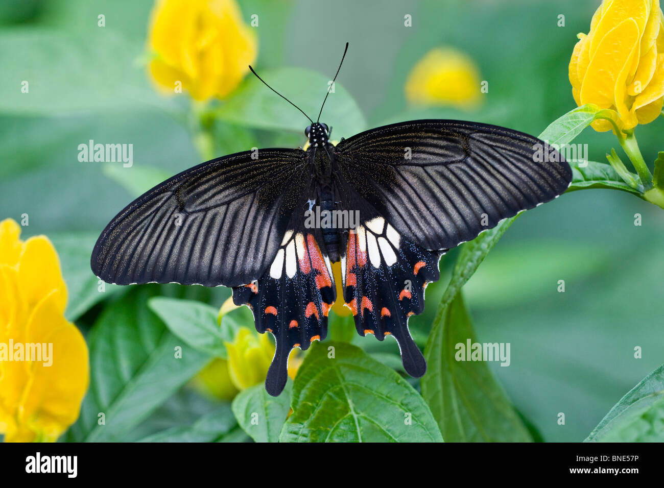 Common Mormon butterfly (Papilio polytes) perching on a branch Stock ...