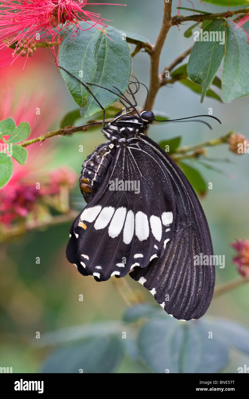 Common Mormon butterfly (Papilio polytes) perching on a branch Stock ...