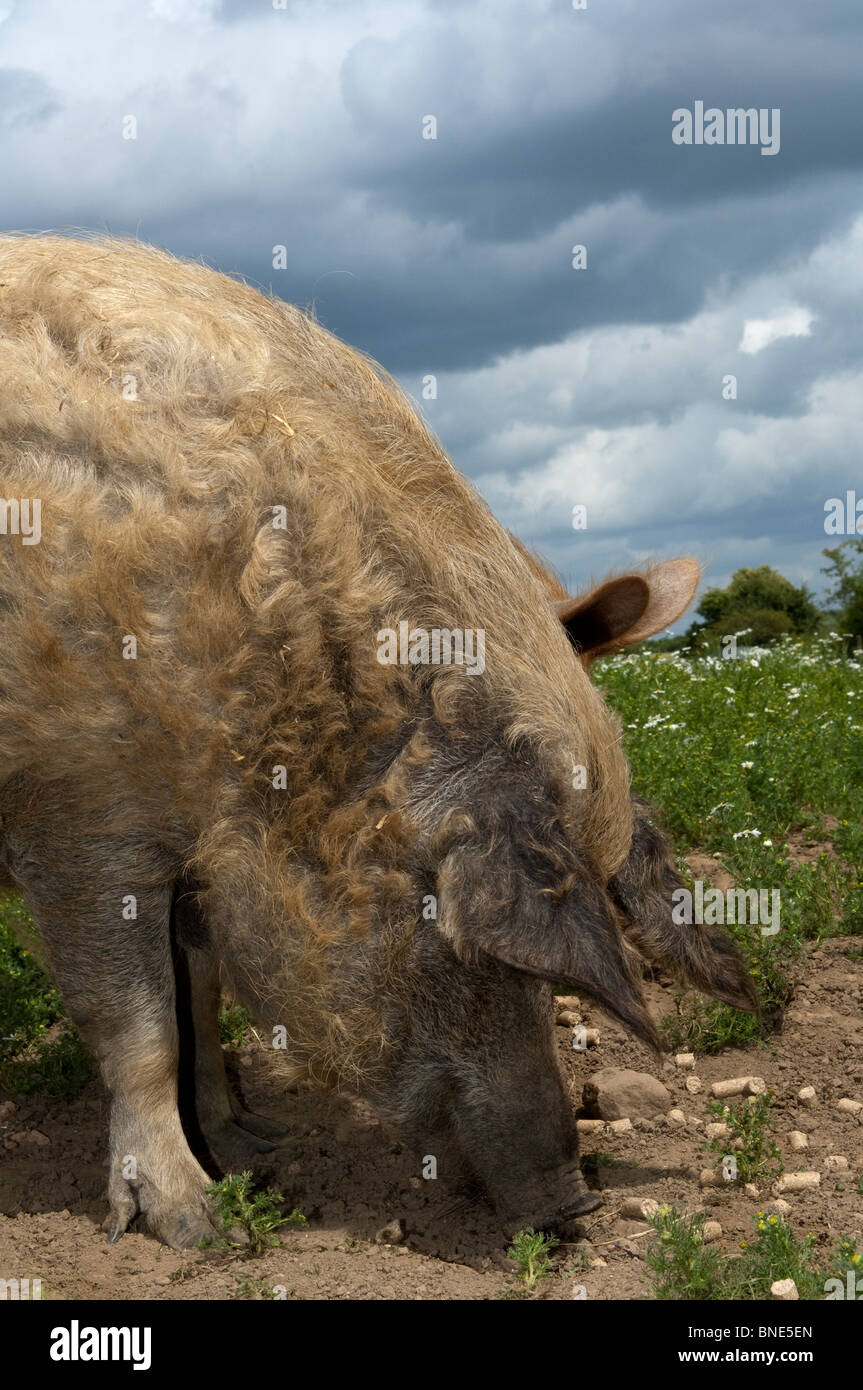Mangalitza Or Mangalica High Resolution Stock Photography and Images ...