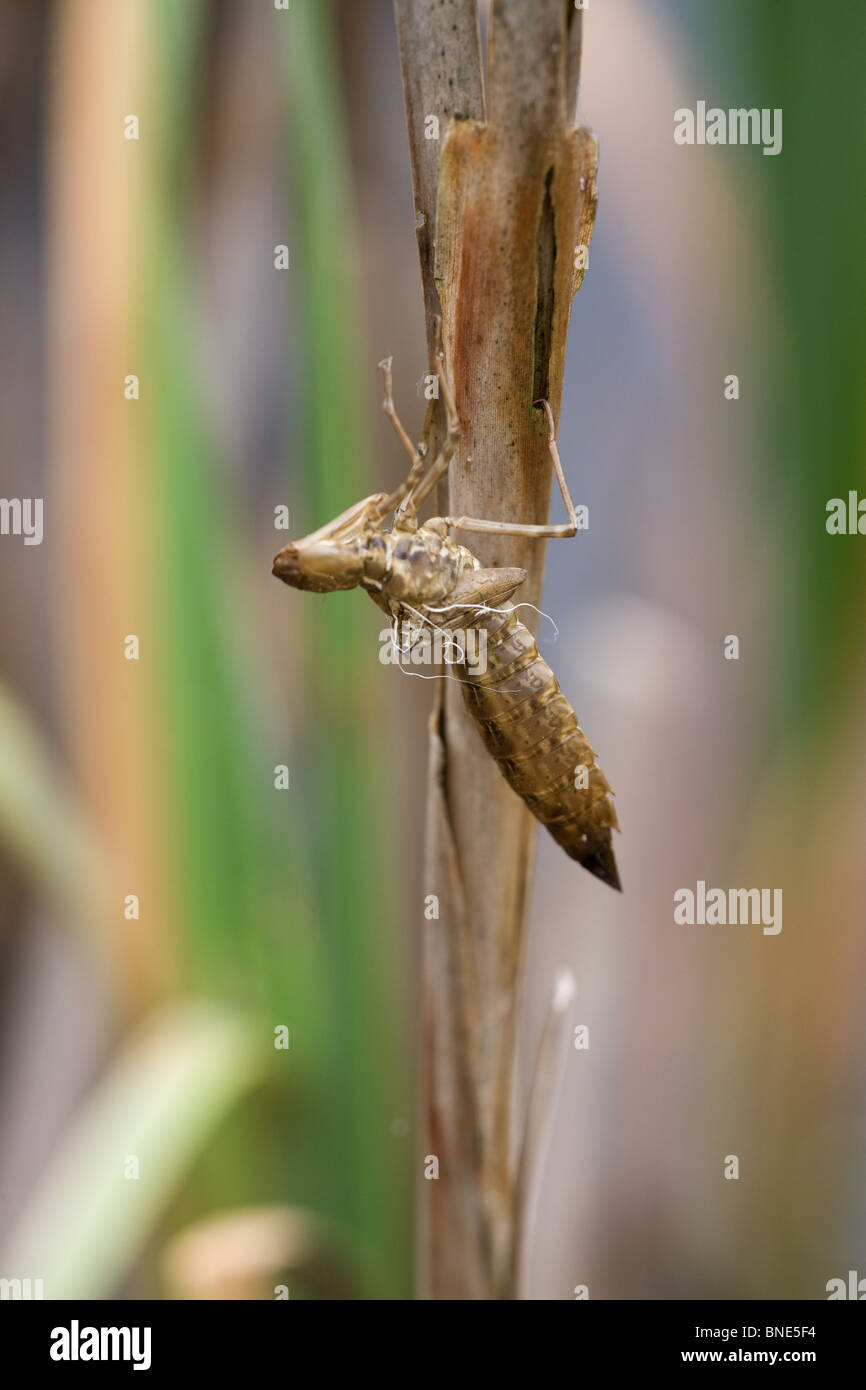 Emperor Dragonfly Anax imperator empty exuviae on a Bulrush stem Stock ...