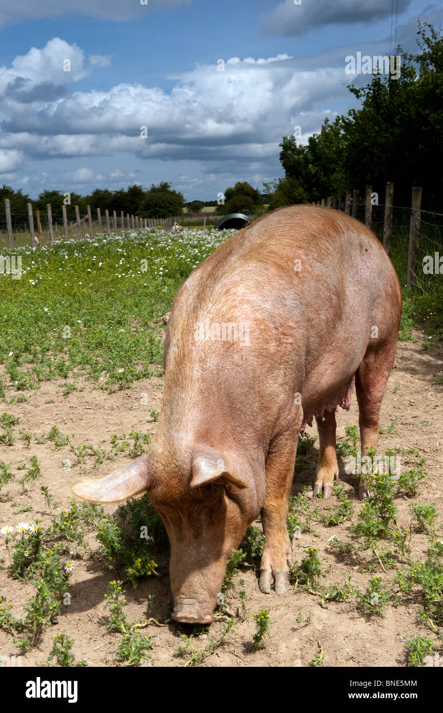 Female swine hi-res stock photography and images - Alamy