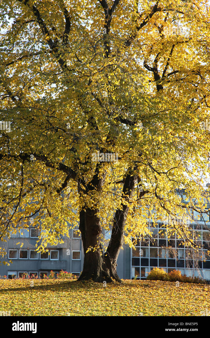 Trees shedding leaves hi-res stock photography and images - Alamy
