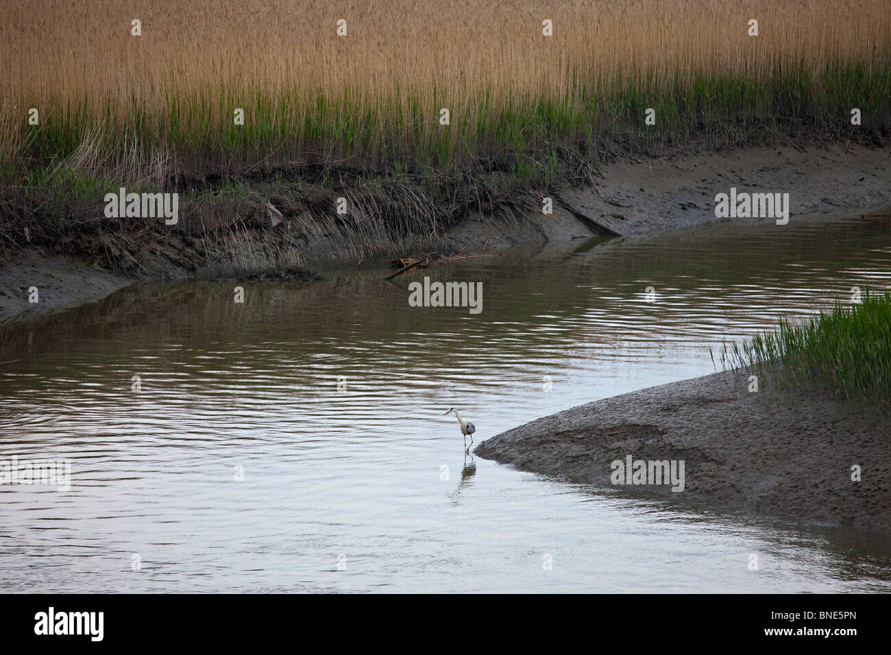 Suncheon Bay wetlands preserve in Jeollanam-do province, South Korea ...