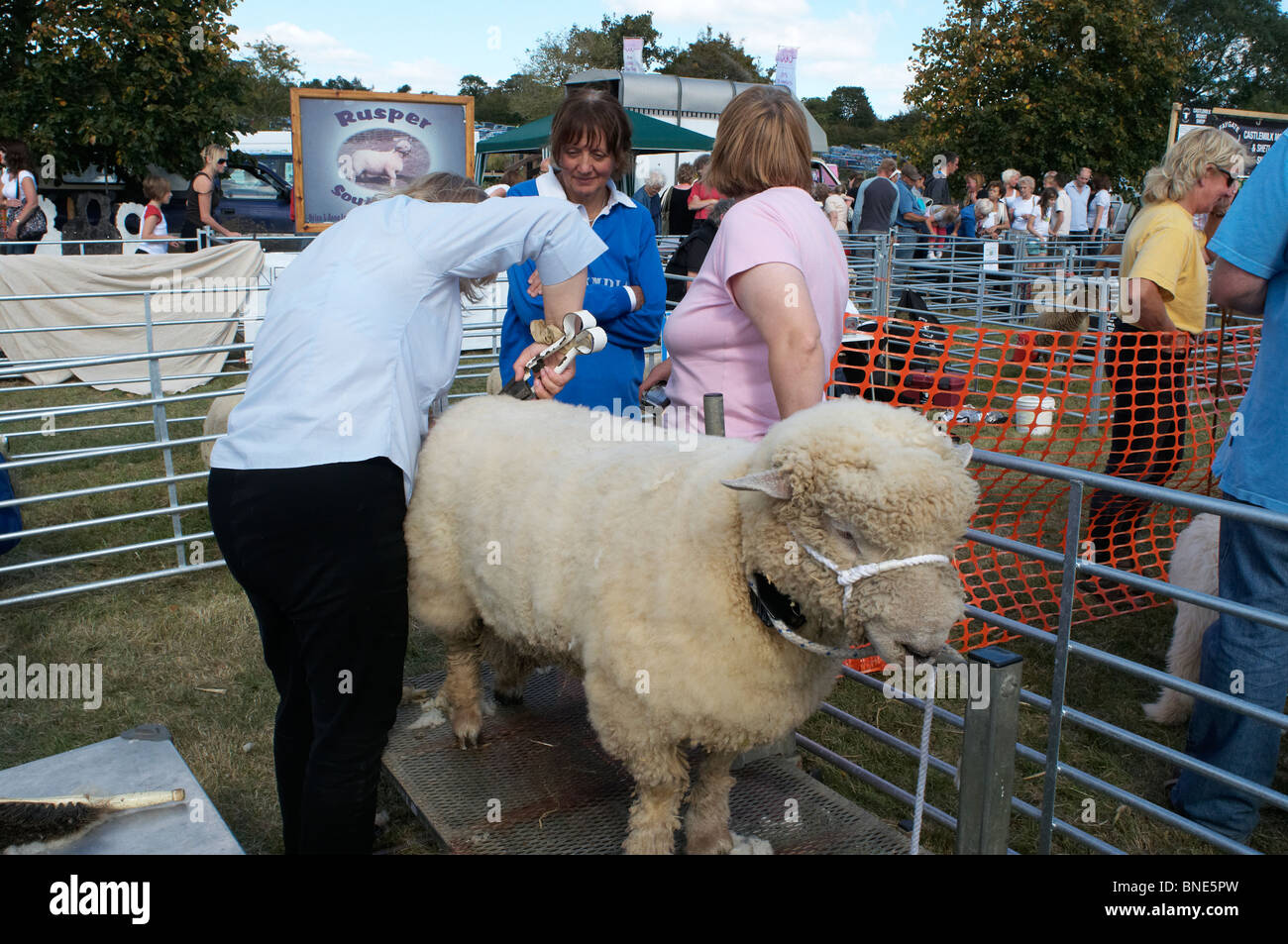 Findon Sheep Fair, West Sussex, England Stock Photo - Alamy
