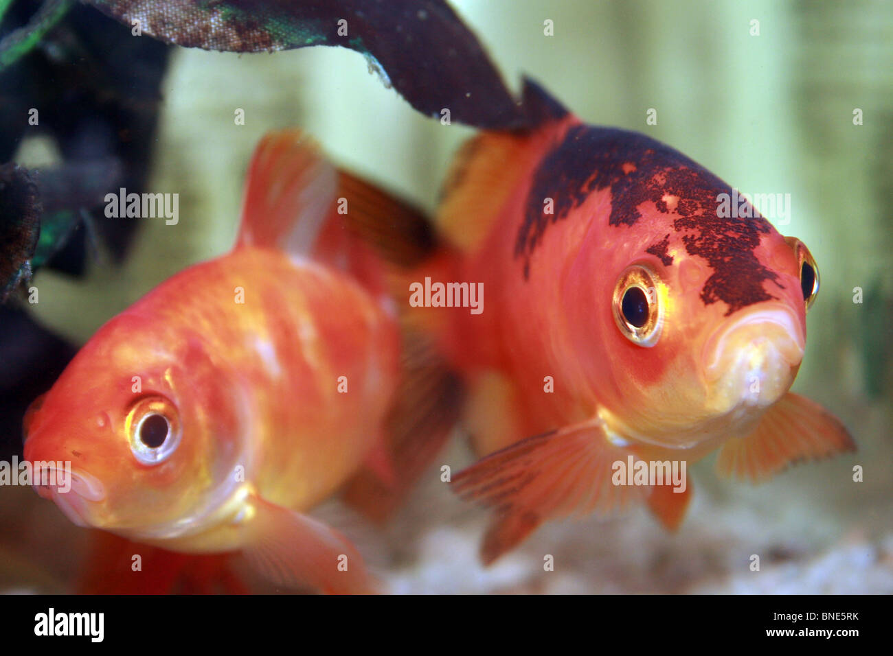gold fish swimming towards the camera Stock Photo - Alamy