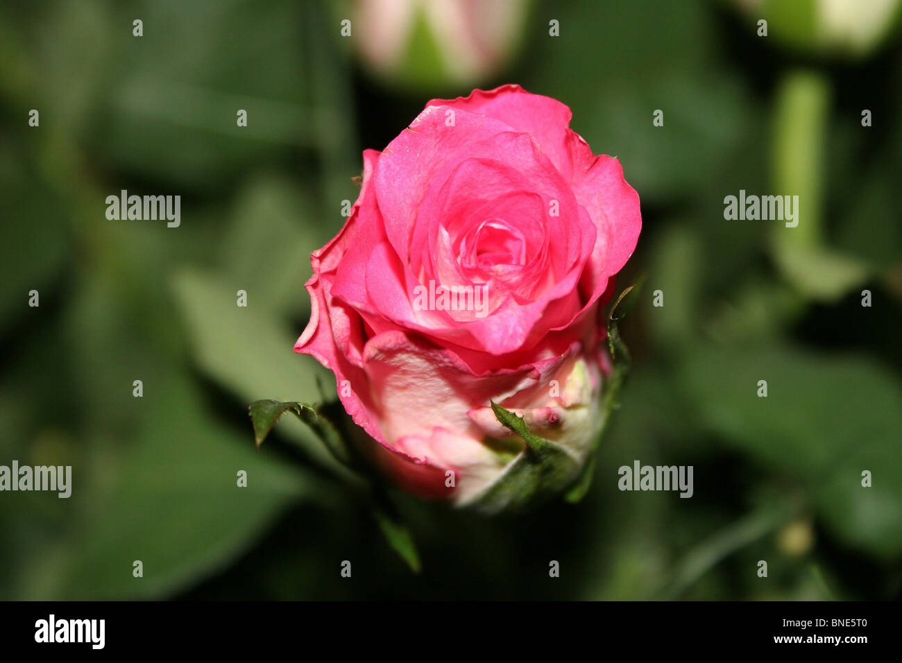 Romantic pink cream rose, layers of petals Stock Photo - Alamy