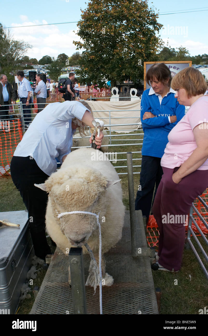 Findon Sheep Fair, West Sussex, England Stock Photo - Alamy