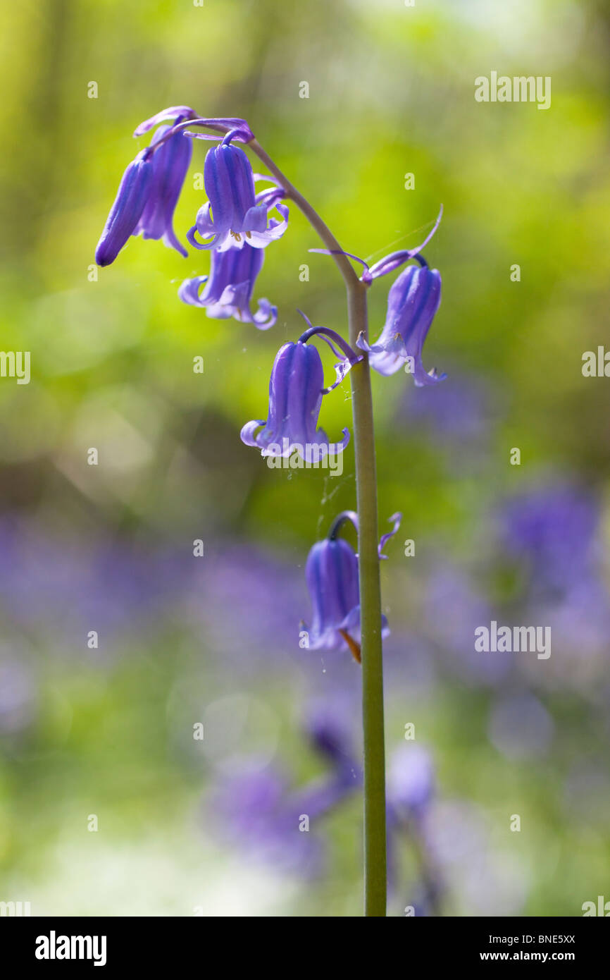Blubells in the woods in spring Stock Photo - Alamy