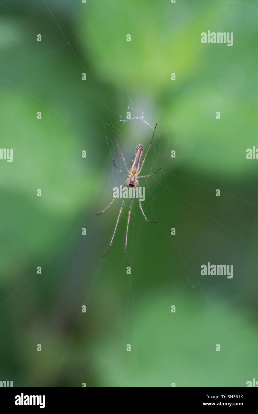 Large jawed orb web spider hi-res stock photography and images - Alamy