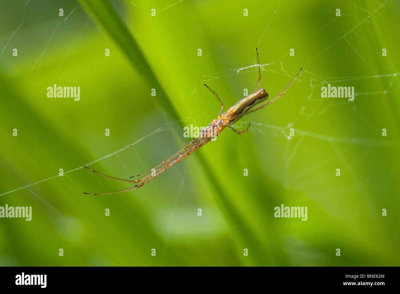 Large-jawed Orb web Spider Tetragnatha montana on its web Stock Photo ...