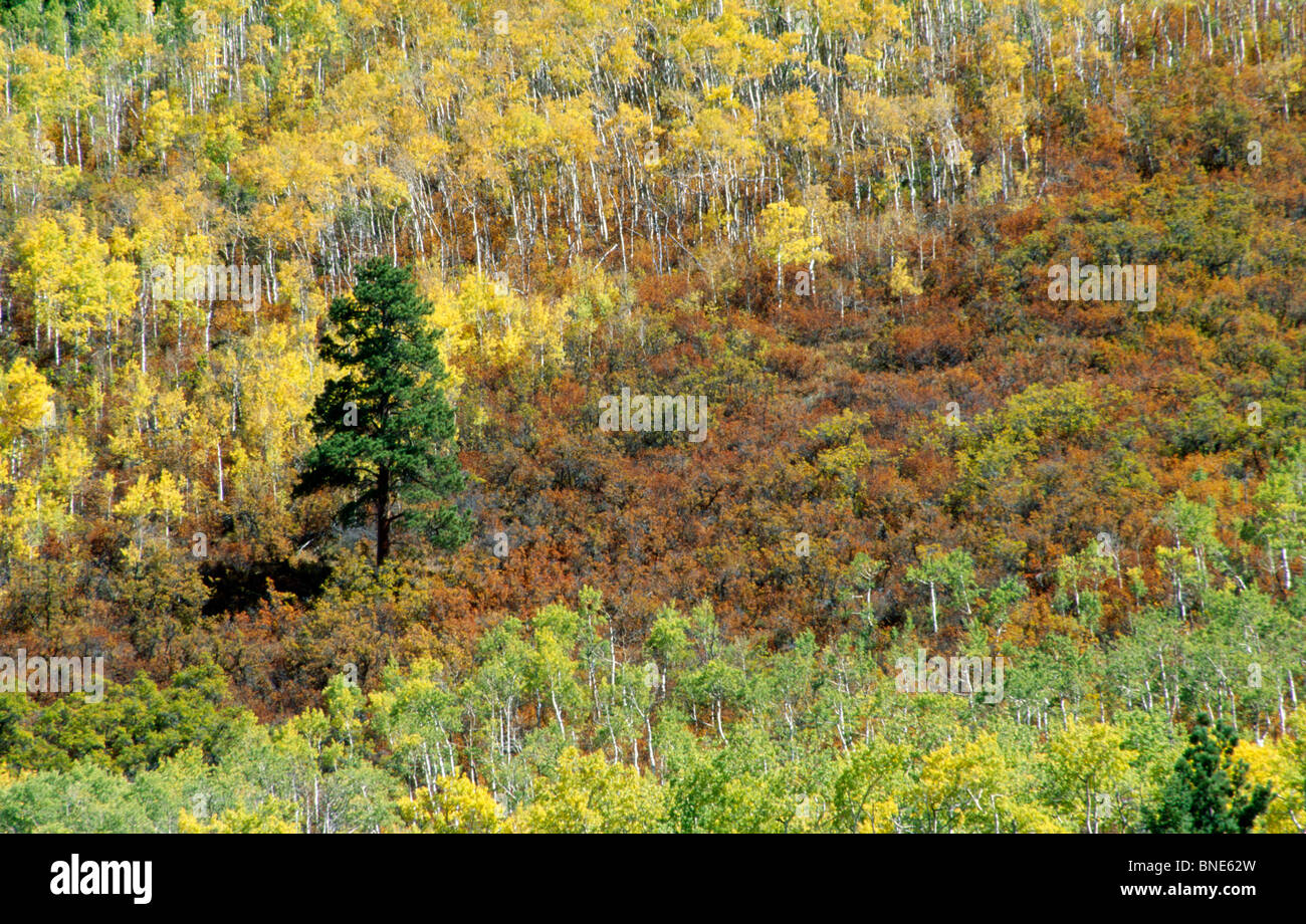 USA, Colorado, trees with yellow leaves, autumn landscape Stock Photo ...