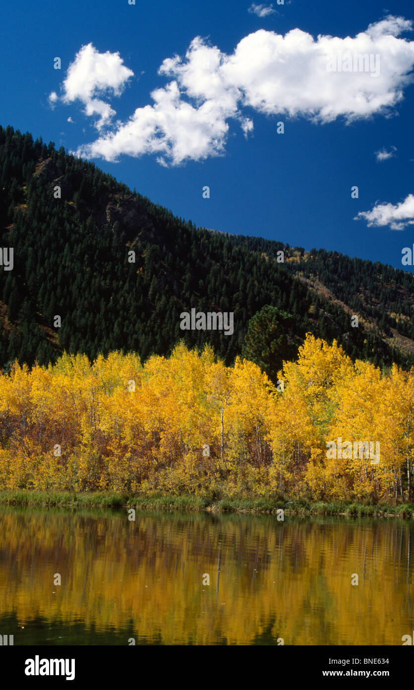USA, Colorado, trees with yellow leaves reflecting in the lake Stock ...