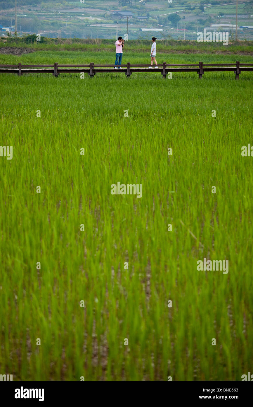 Suncheon Bay wetlands preserve in Jeollanam-do province, South Korea ...