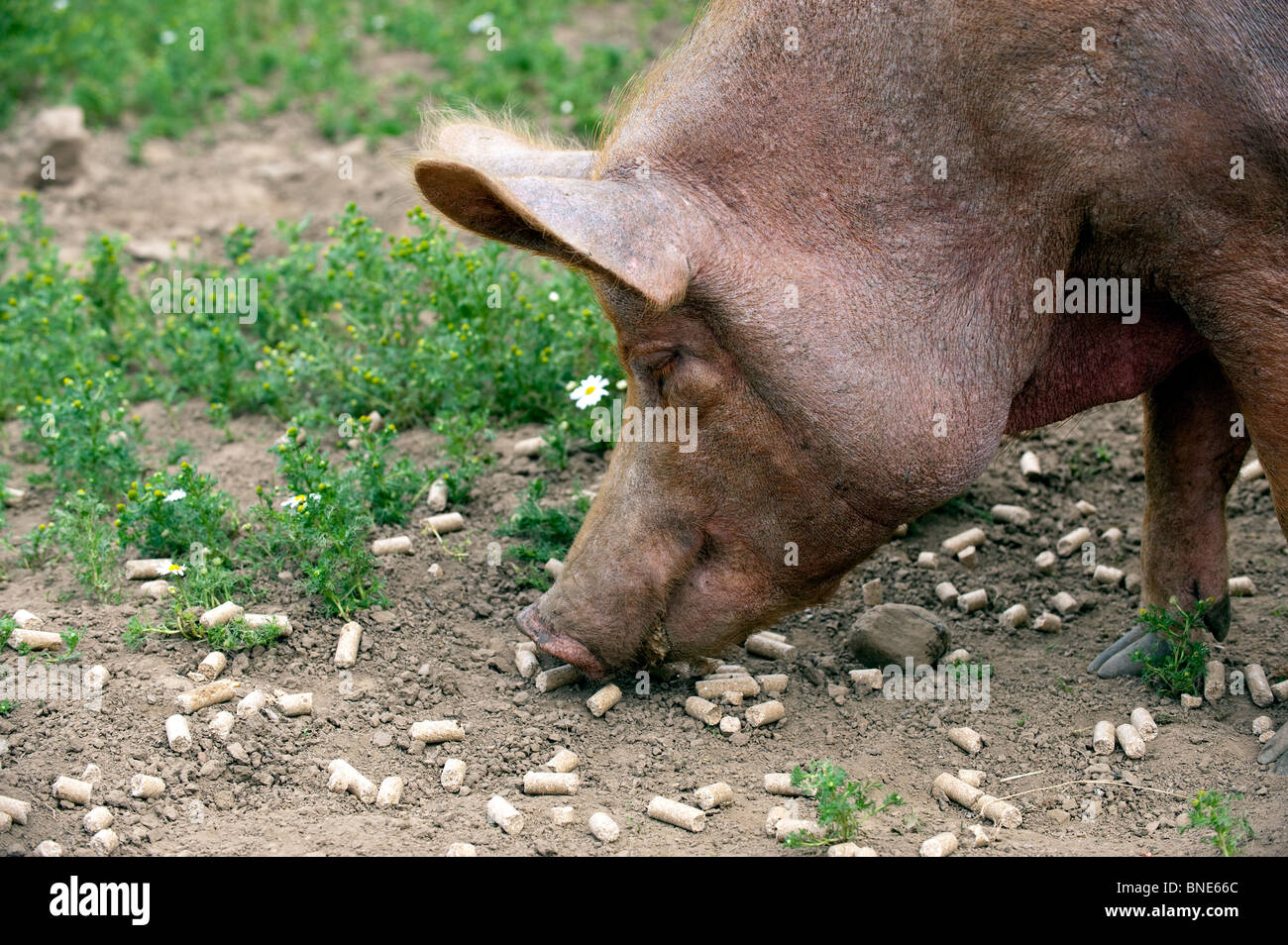 Free range Tamworth sow eating concentrate nuts in field Stock Photo ...