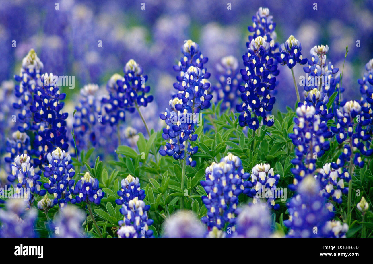 Bluebonnets full frame hi-res stock photography and images - Alamy