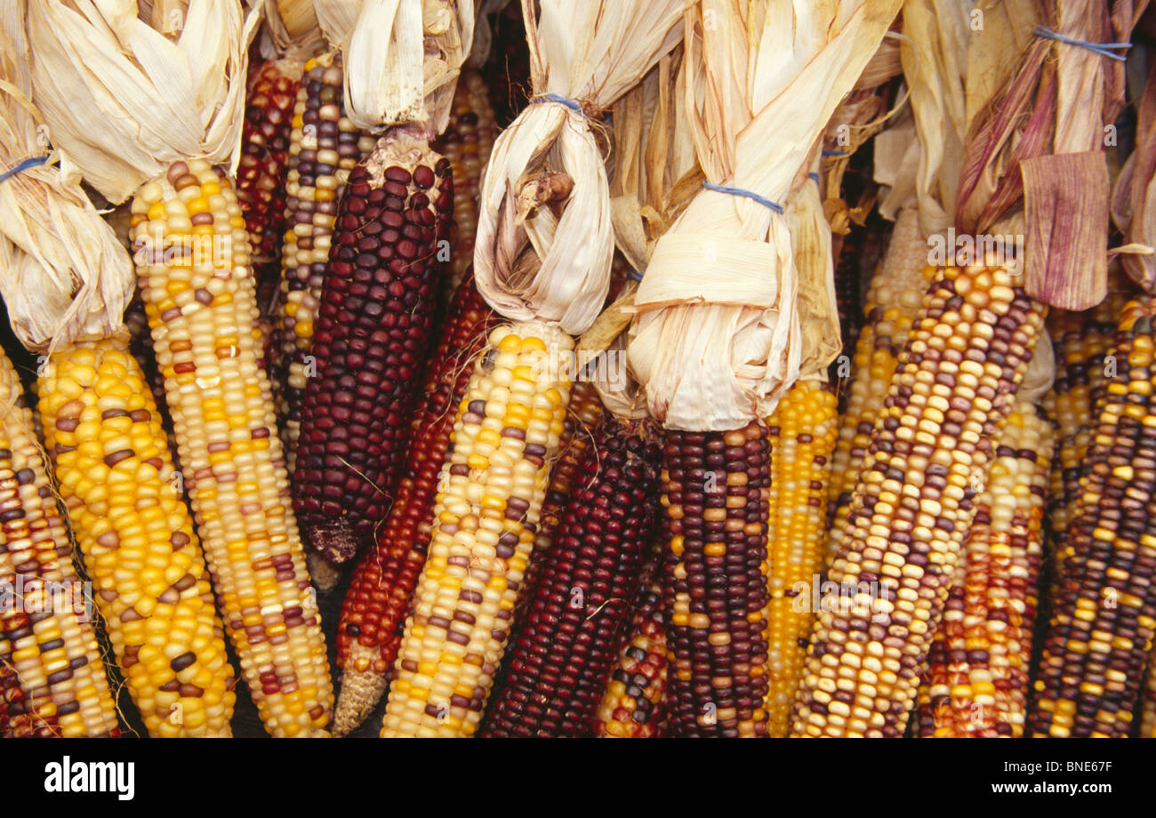 Multi colored corn on the cob Stock Photo - Alamy