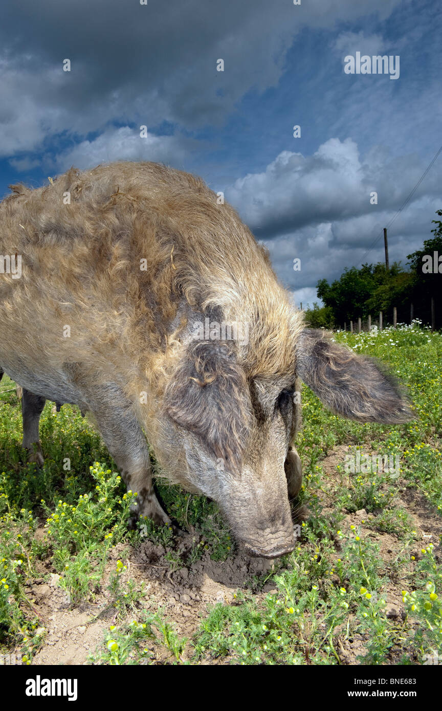Mangalitza pork hi-res stock photography and images - Alamy