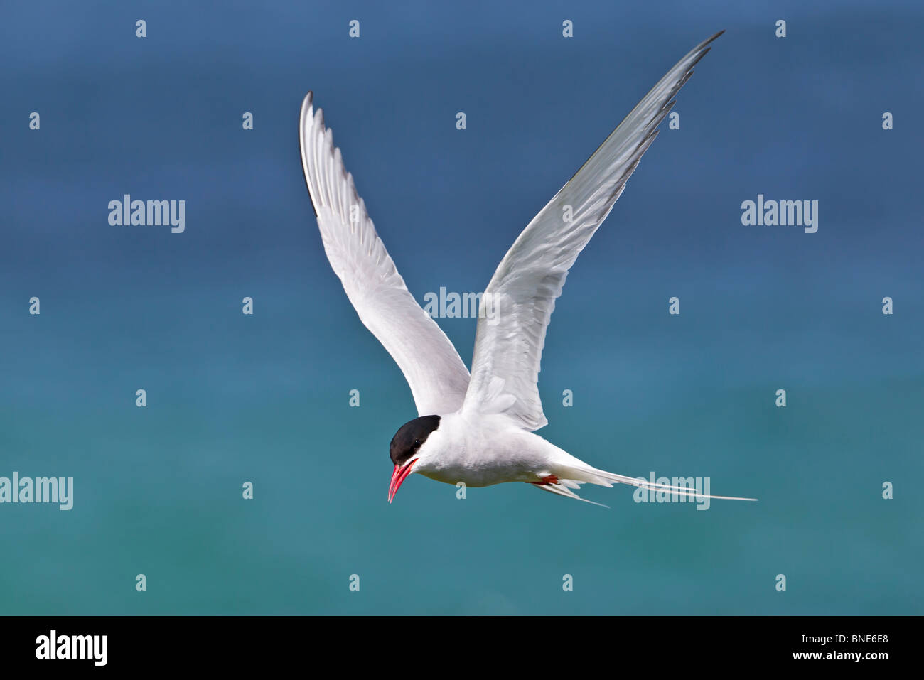 Arctic Tern flying over a turquoise and blue sea Stock Photo - Alamy
