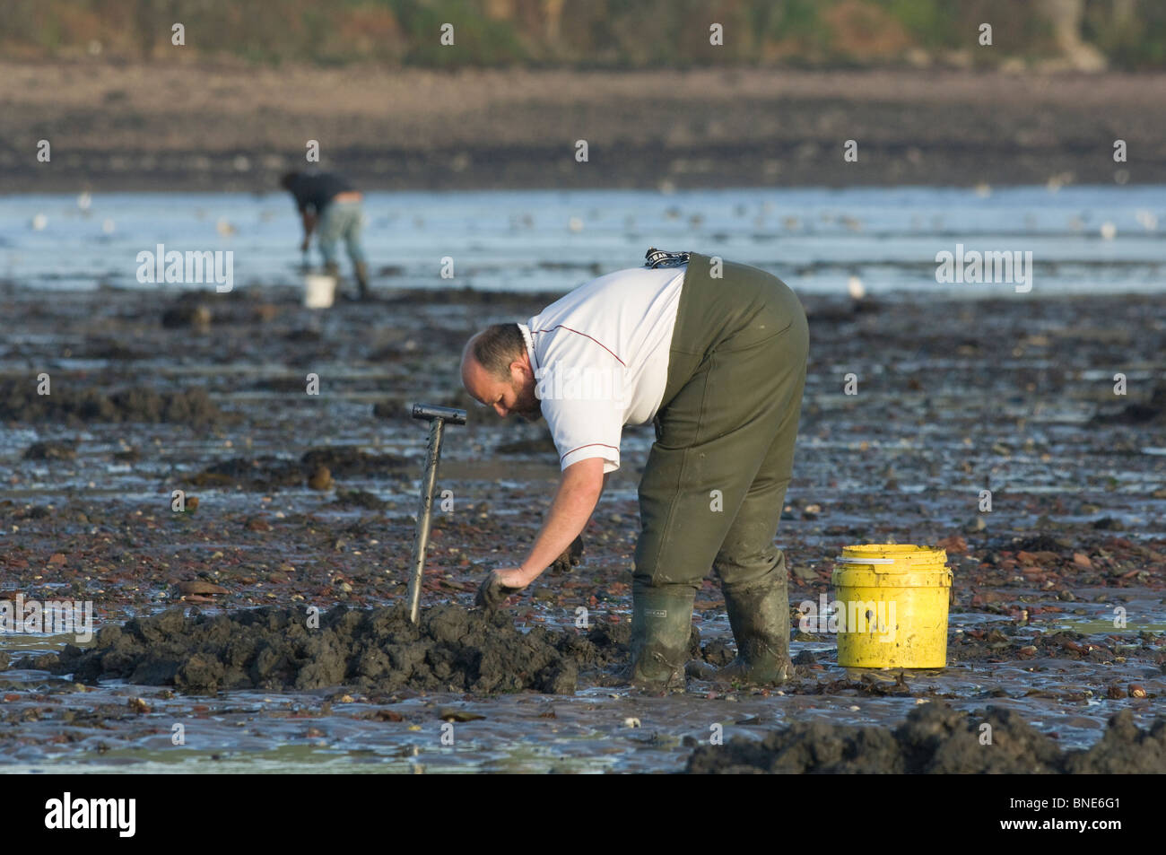 Man bait digging rag worm in SSSI, Gann, Dale, Pembrokeshire, Wales, UK ...