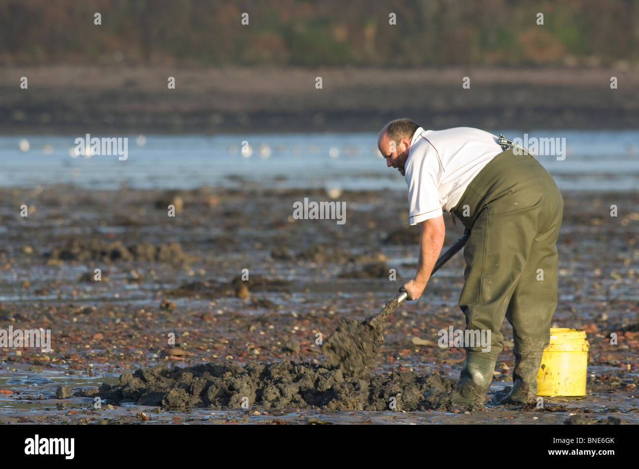Man bait digging rag worm in SSSI, Gann, Dale, Pembrokeshire, Wales, UK ...
