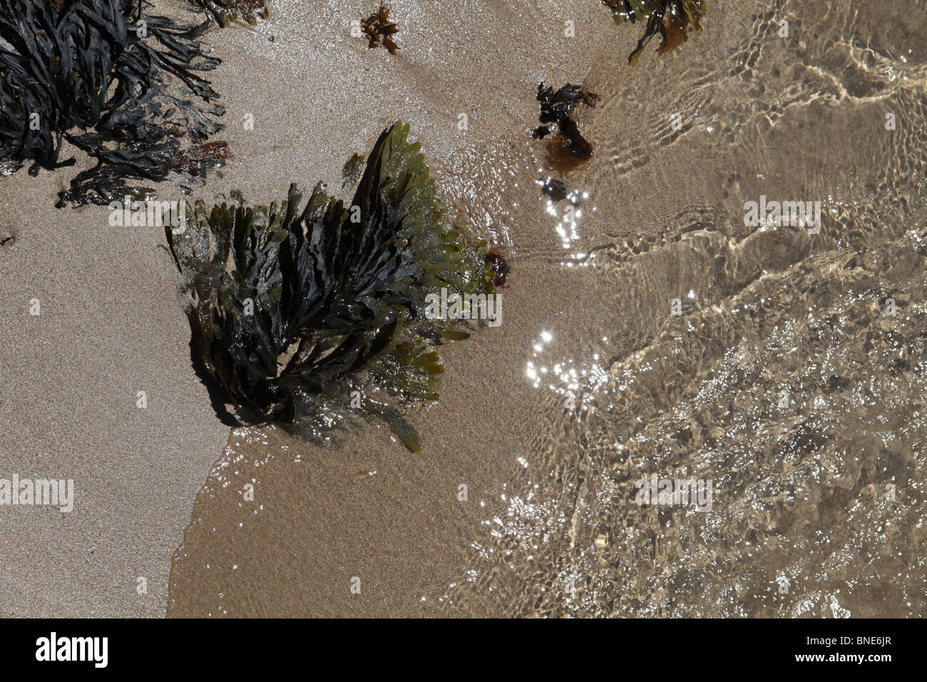 wave washing over seaweed and sand Stock Photo - Alamy
