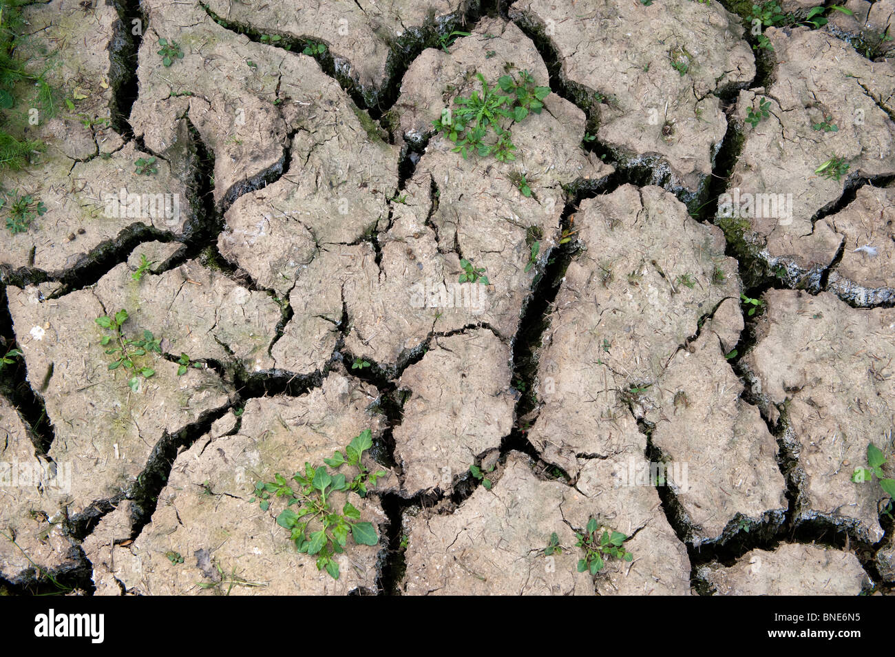 Soil dried with cracks in during drought conditions Stock Photo - Alamy