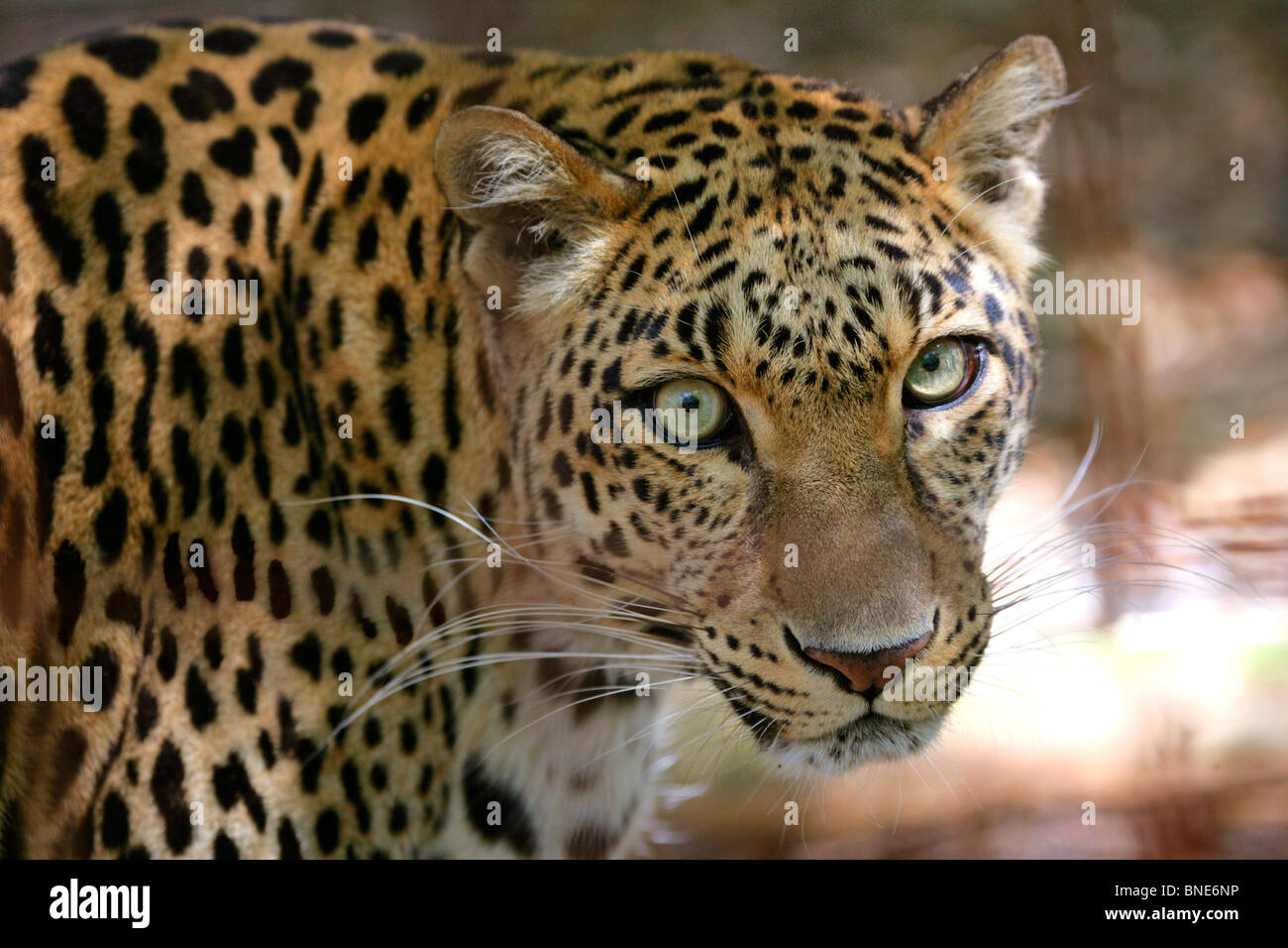 Leopard Africa Forest High Resolution Stock Photography and Images - Alamy