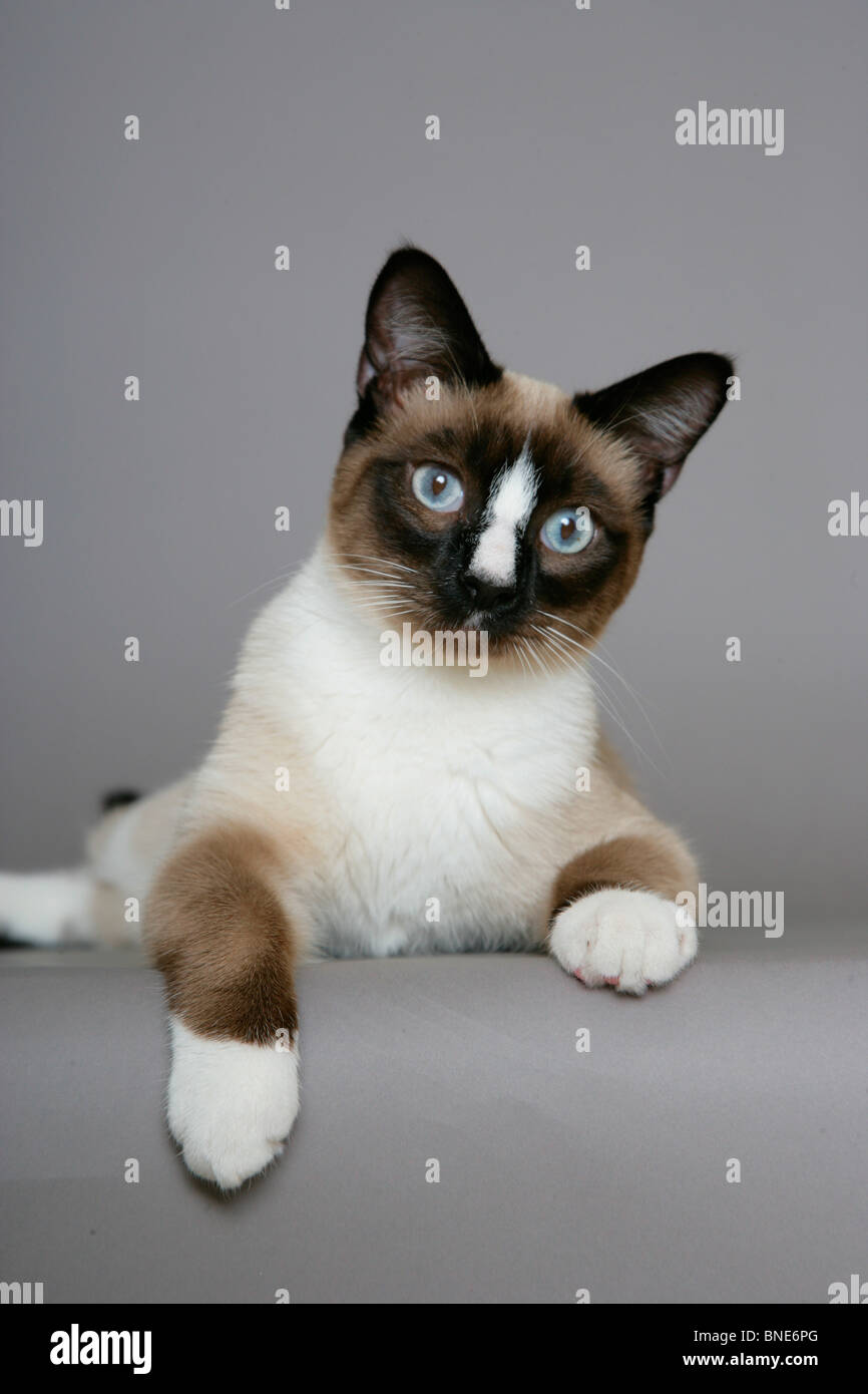 Close-up of a Siamese kitten Stock Photo - Alamy