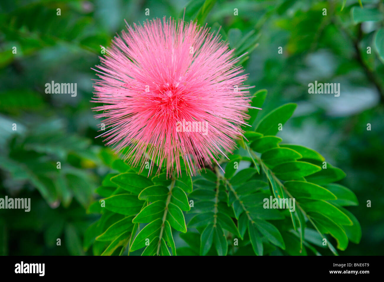 Calliandra inaequilatera hi-res stock photography and images - Alamy
