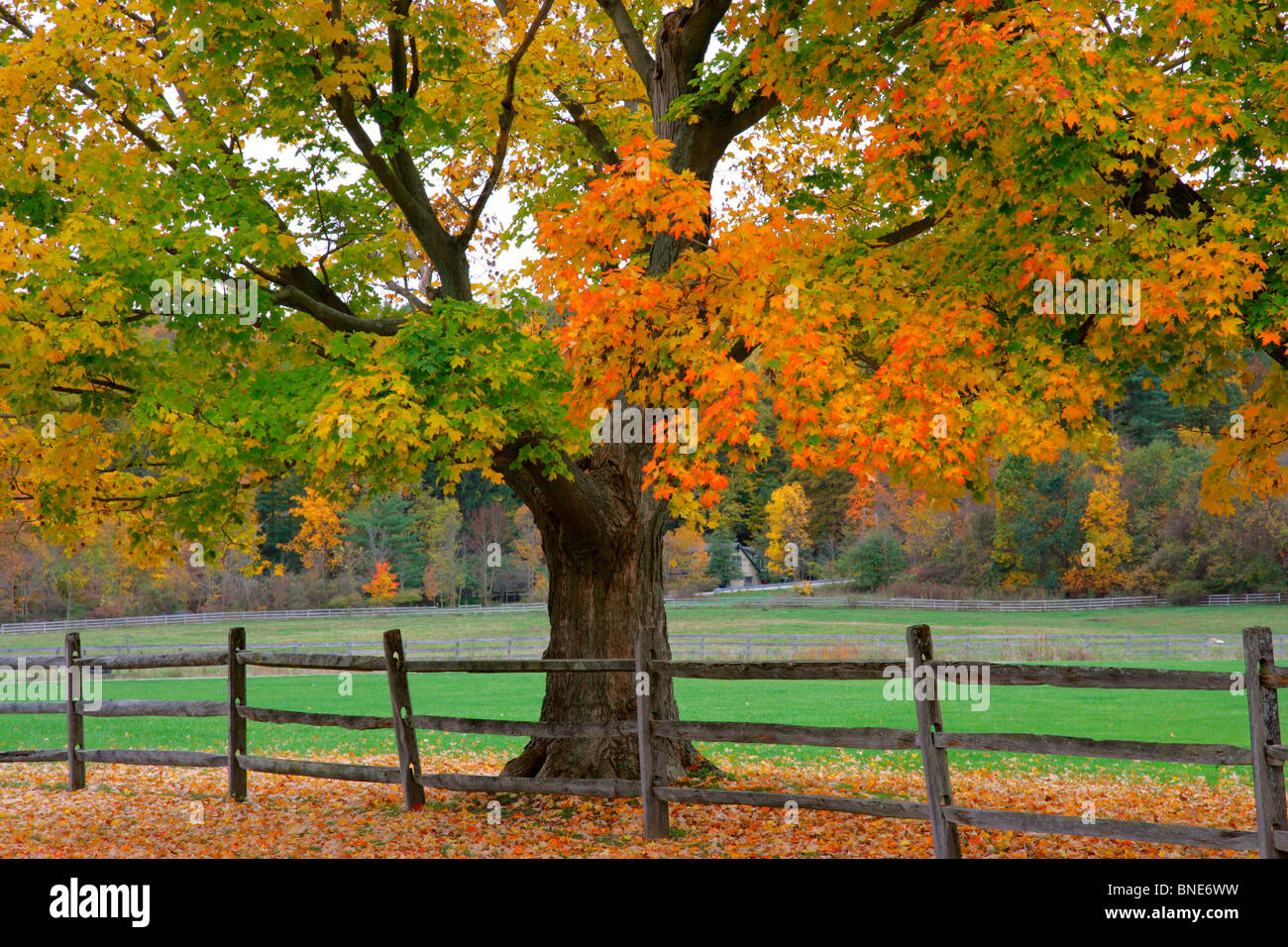 Autumnal tree at the roadside, Cleveland, Ohio, USA Stock Photo - Alamy
