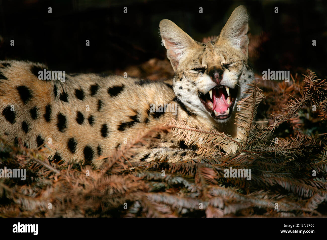 Resting serval hi-res stock photography and images - Alamy
