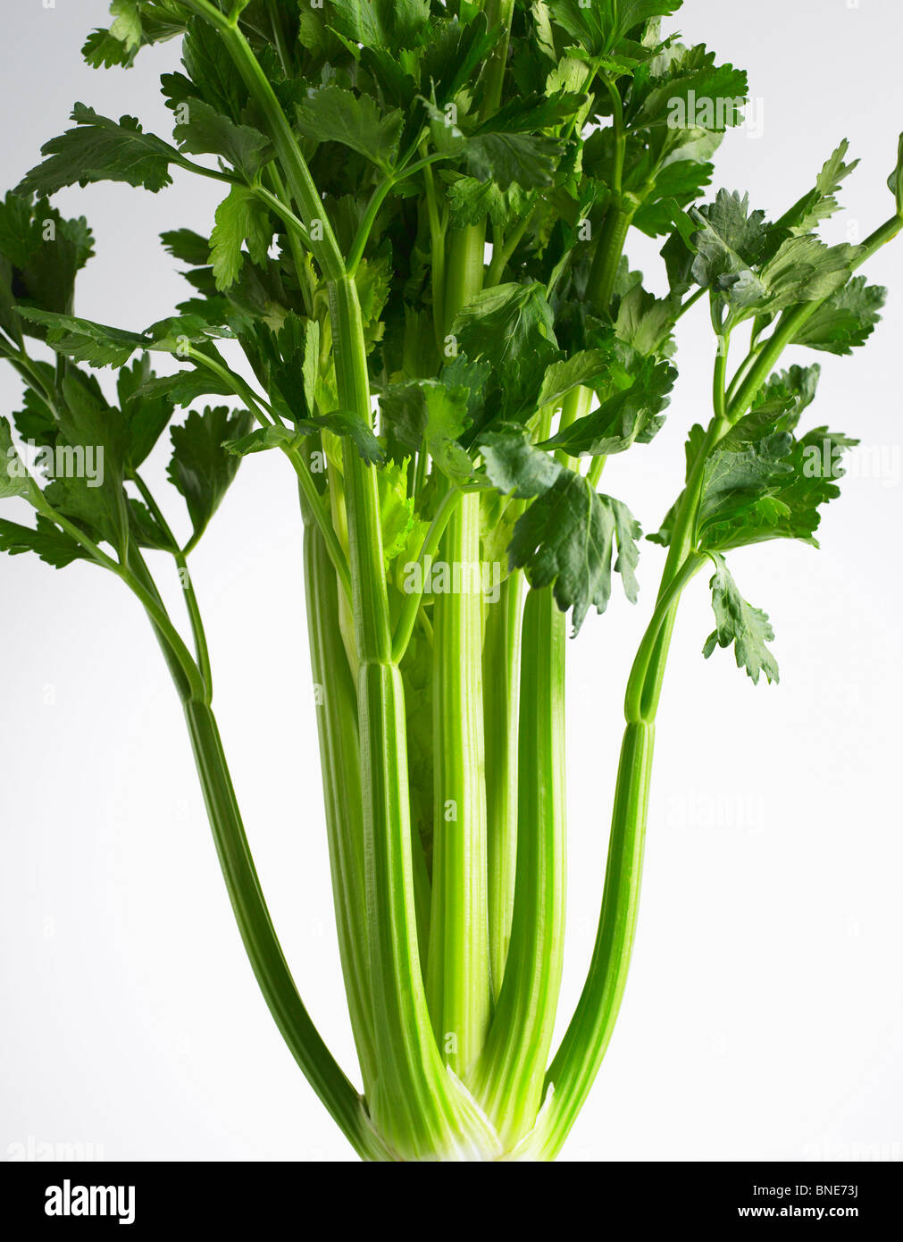 Celery Plant High Resolution Stock Photography and Images - Alamy