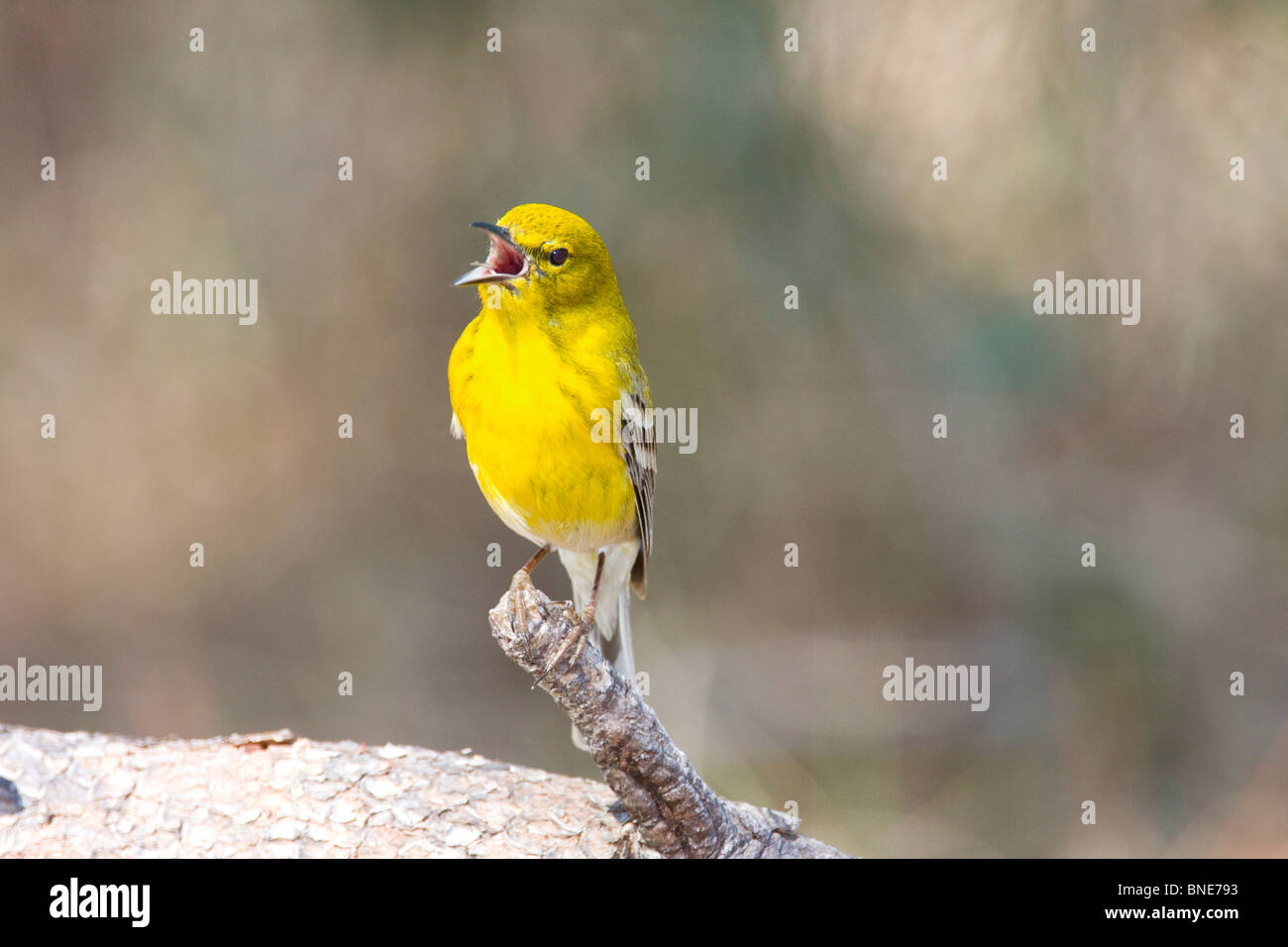 Yellow breasted chat bird hi-res stock photography and images - Alamy