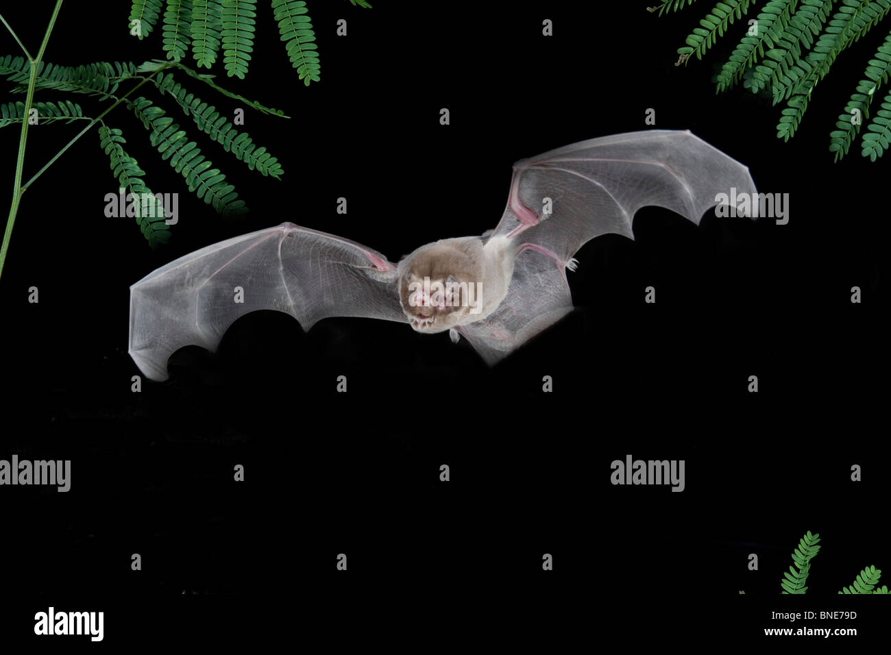 Ghost-Faced bat (Mormoops megalophylla) in flight Stock Photo - Alamy