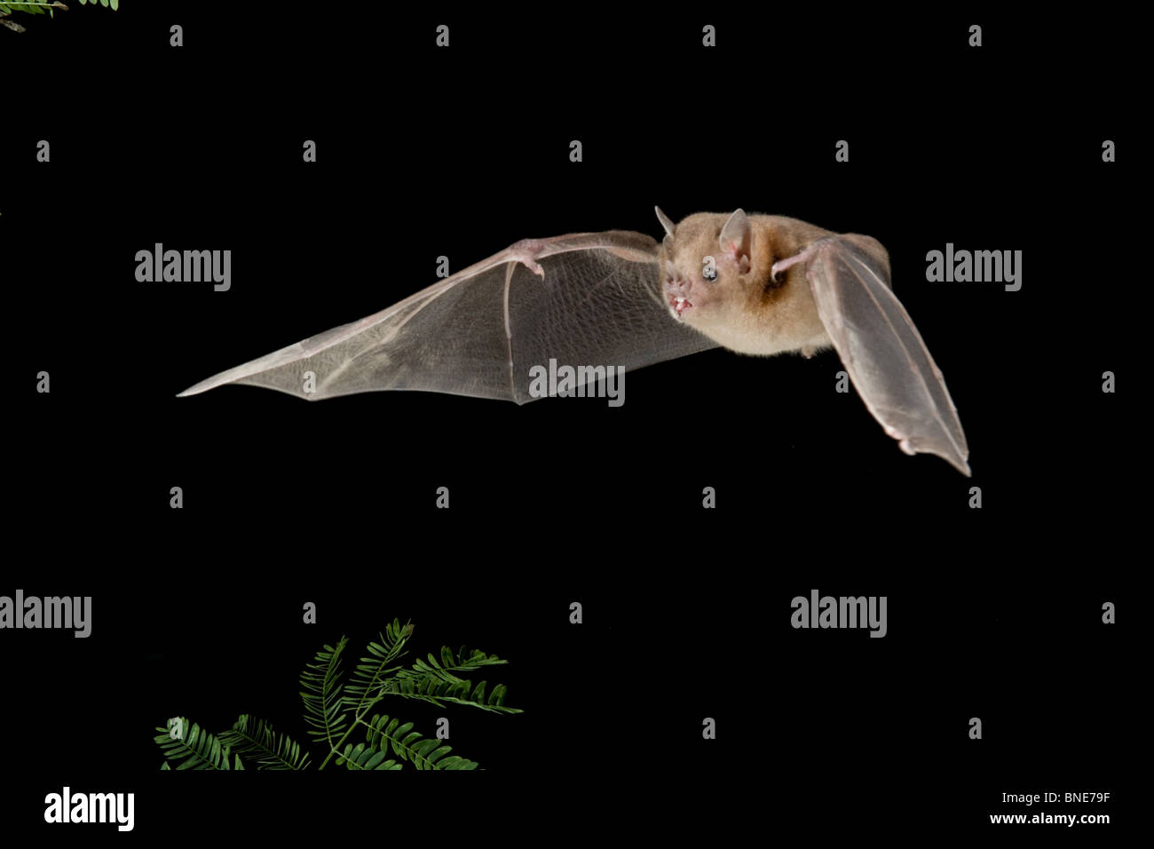 Mormoops hi-res stock photography and images - Alamy