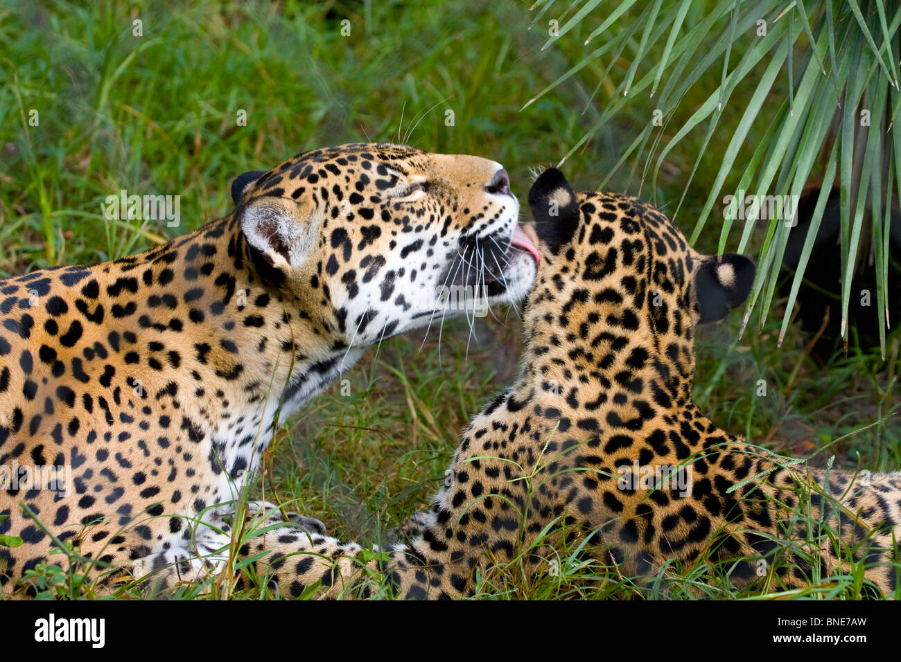 Panthera Onca Cub High Resolution Stock Photography and Images - Alamy