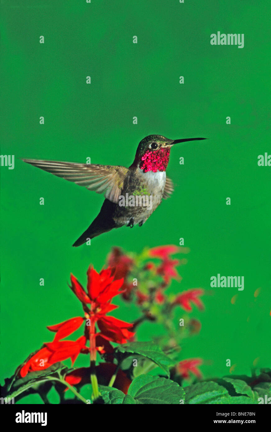 Hummingbird hovering over flowers hi-res stock photography and images ...