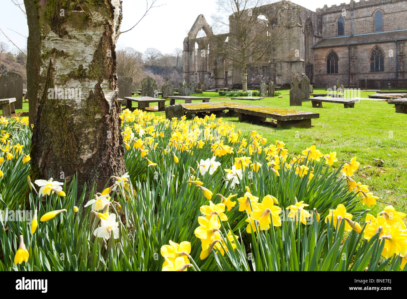Springtime at Bolton Abbey, North Yorkshire Stock Photo - Alamy