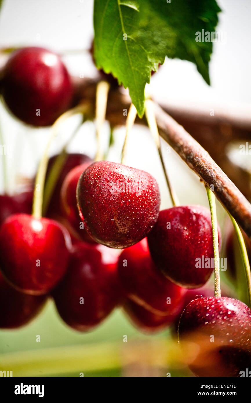 Growing cherry trees hi-res stock photography and images - Alamy