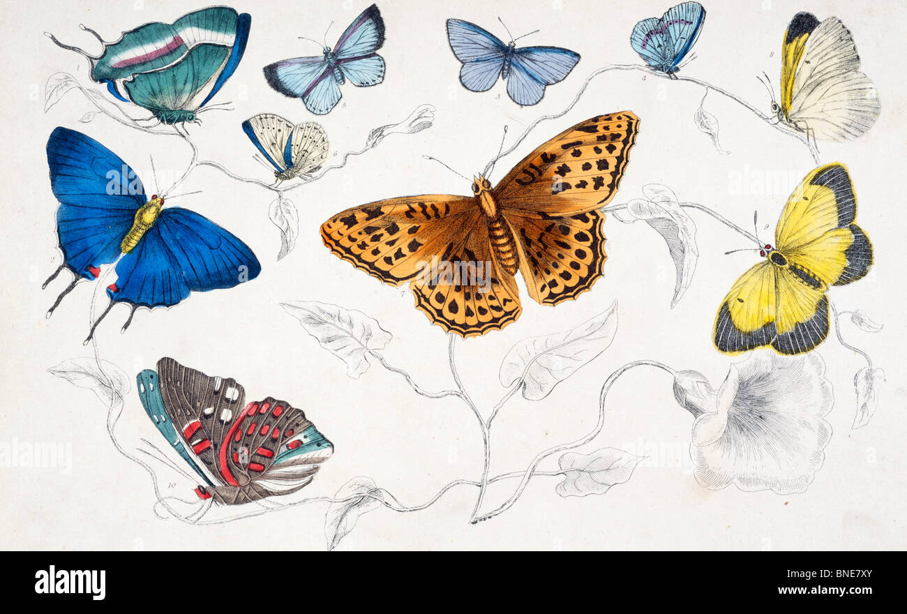 Butterflies, lithograph, 19th Century, Private Collection Stock Photo ...
