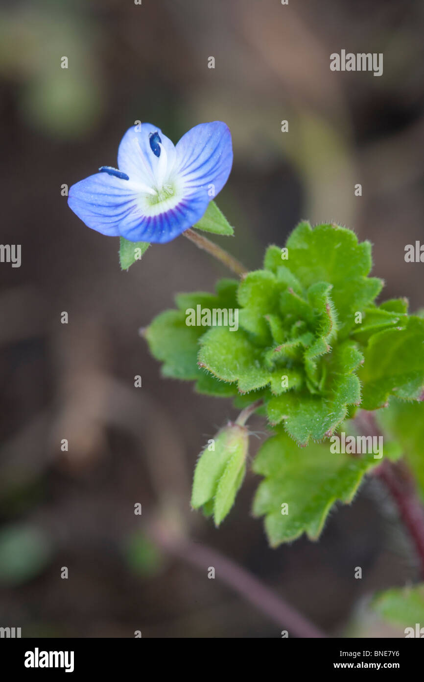 Common Field Speedwell Stock Photos & Common Field Speedwell Stock ...