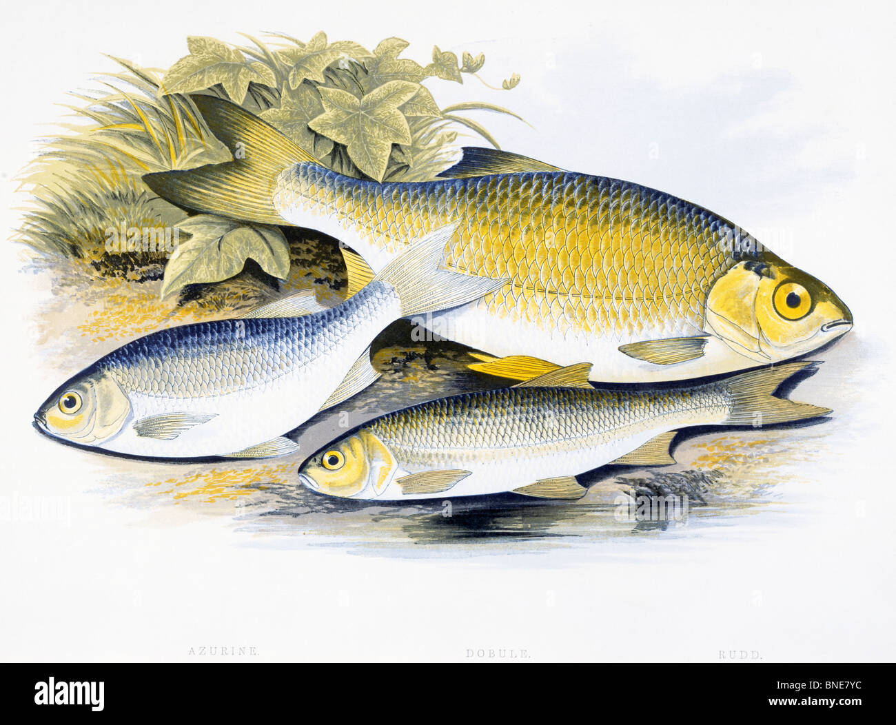 Azurine hi-res stock photography and images - Alamy