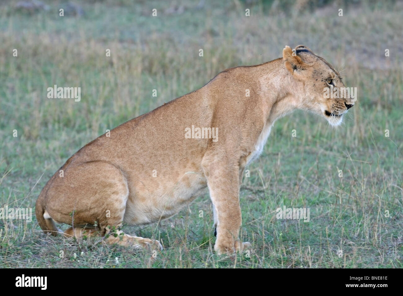 Lioness sitting hi-res stock photography and images - Alamy