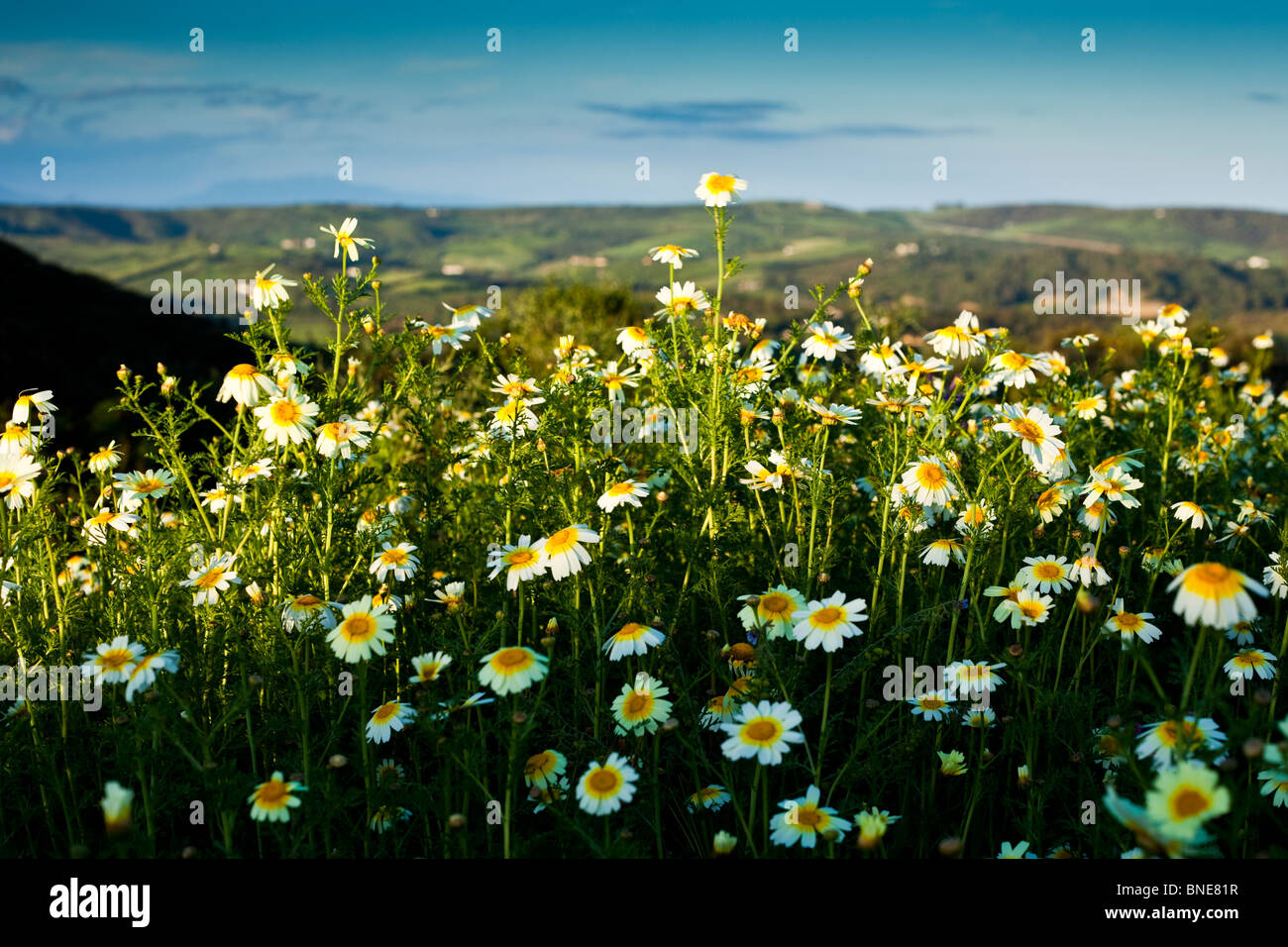Wild spring flowers Andalusia Stock Photo - Alamy