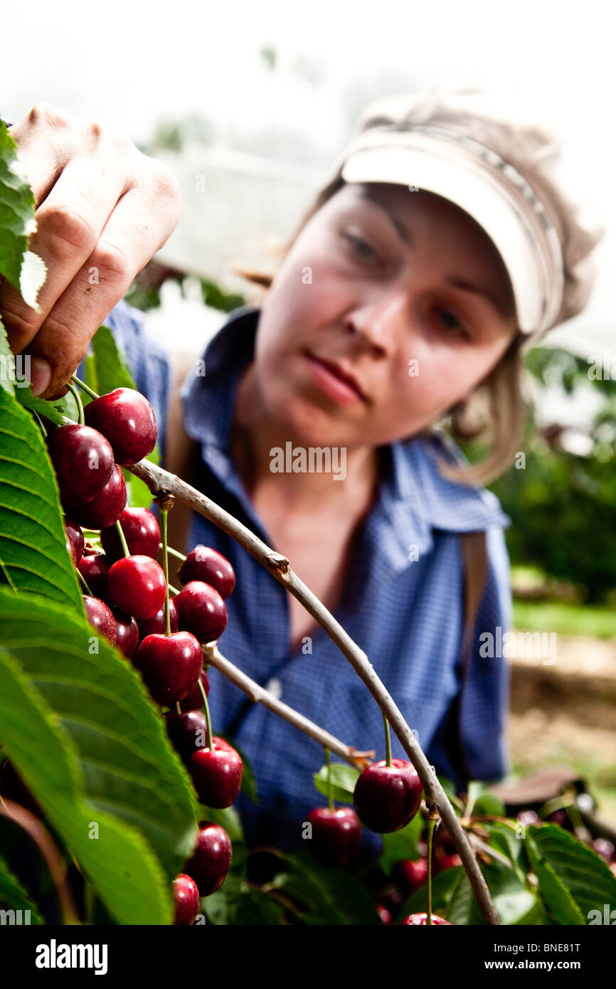 Picking Cherries in Kent Stock Photo - Alamy